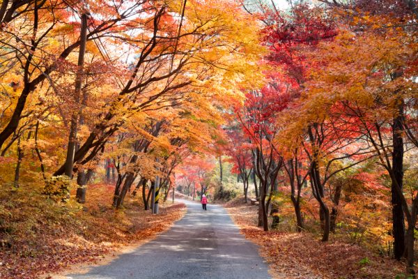 4 Alasan Menikmati Musim Gugur di Australia - Where Your Journey Begins