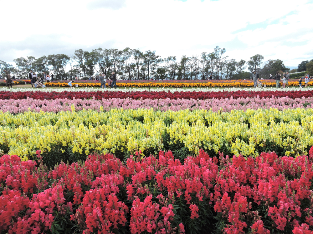 4 Alasan Menikmati Musim Gugur di Australia - Where Your Journey Begins