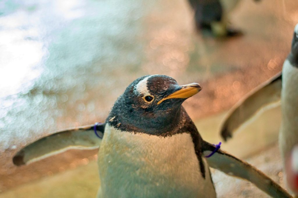 Lucu! Penguin Ini Diajak Jalan-jalan di Akuarium yang Tutup - Where ...