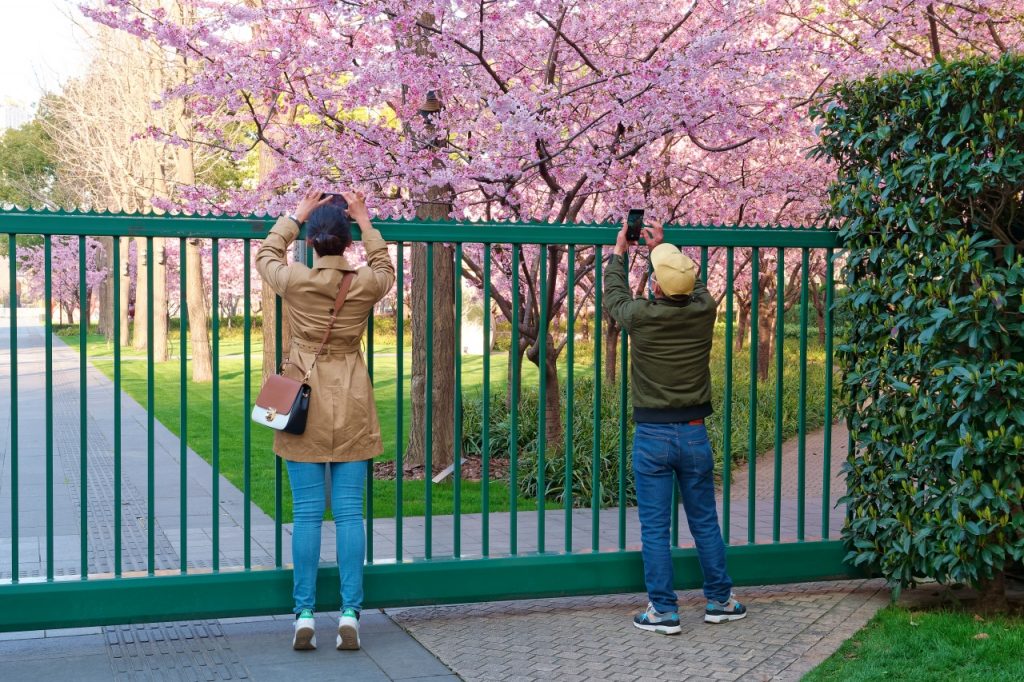 Tutup Imbas Corona, Taman di Shanghai Pamerkan Sakura Lewat Medsos ...