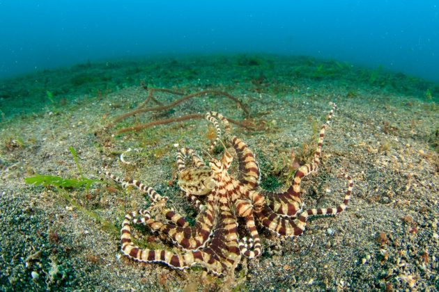 Selat Lembeh, Surganya Fotografer Bawah Air - Where Your Journey Begins