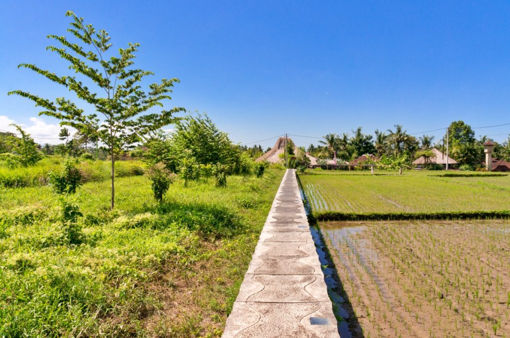 3 Trek Lari Terbaik di Ubud, Tawarkan Hamparan Sawah dan Suasana ...