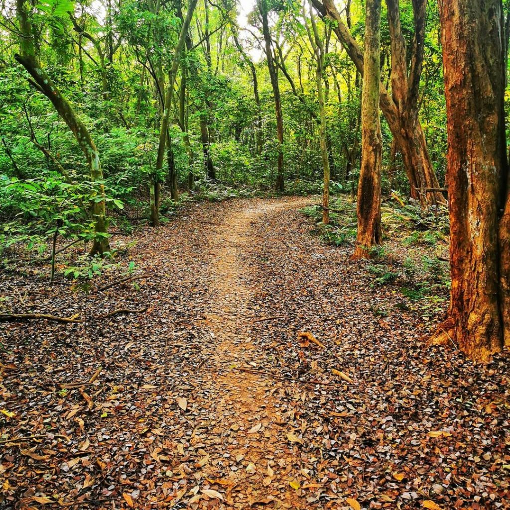 Seru, Gowes Blusukan Masuk Hutan UI - Where Your Journey Begins