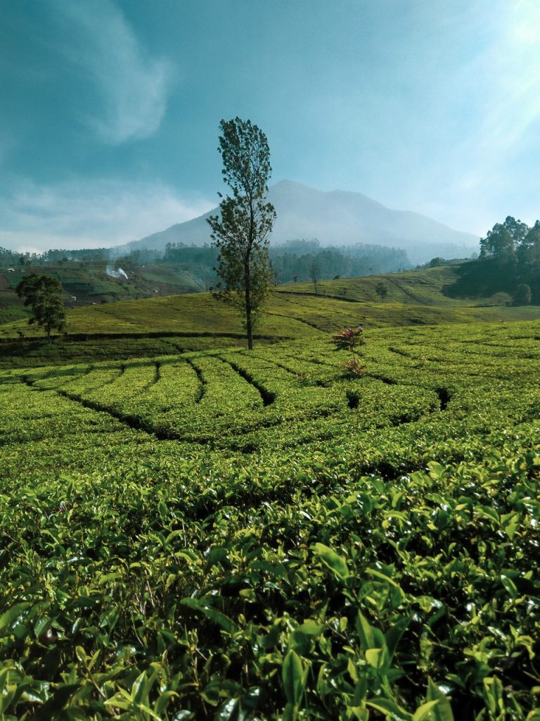 Gowes Off-road Melintasi Perkebunan Teh Cisaruni - Where Your Journey ...
