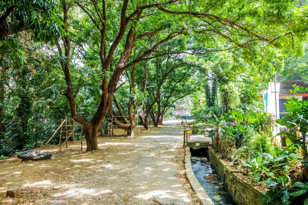 Menikmati Sejuknya Bandung dengan Joging di Hutan Babakan Siliwangi ...