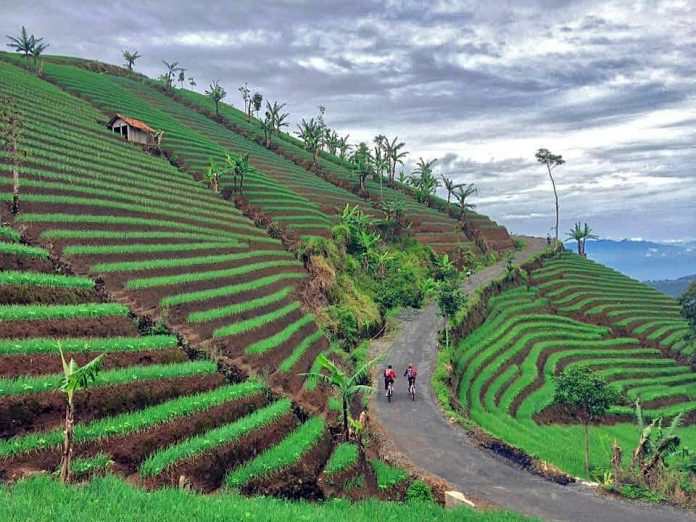 Gowes di Terasering Panyaweuyan, Suguhkan Keindahan Hamparan Luas Kebun ...