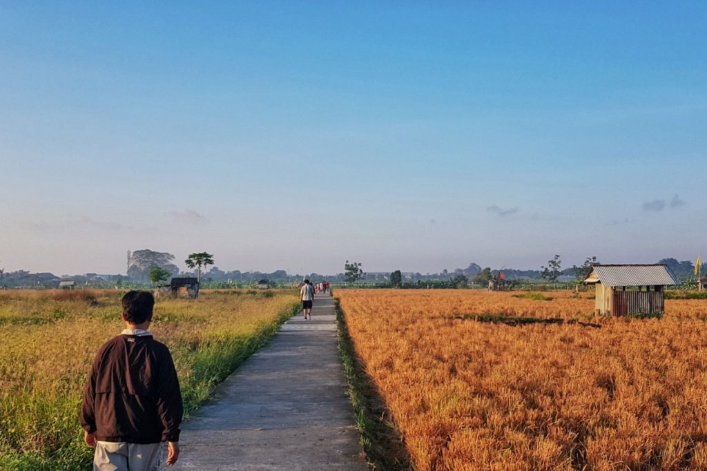 Joging di Tengah Hamparan Sawah Desa Budaya Kertalangu - Where Your ...