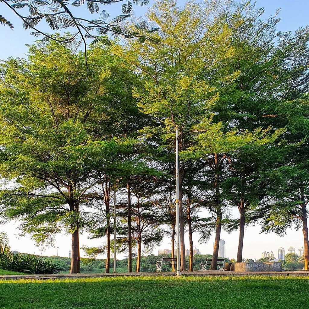Joging di Taman Waduk Ria Rio, Suguhkan Keindahan Pohon Baobab - Where ...