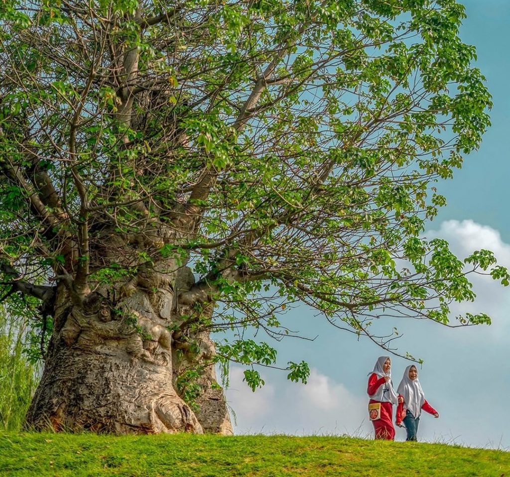 Joging di Taman Waduk Ria Rio, Suguhkan Keindahan Pohon Baobab - Where ...