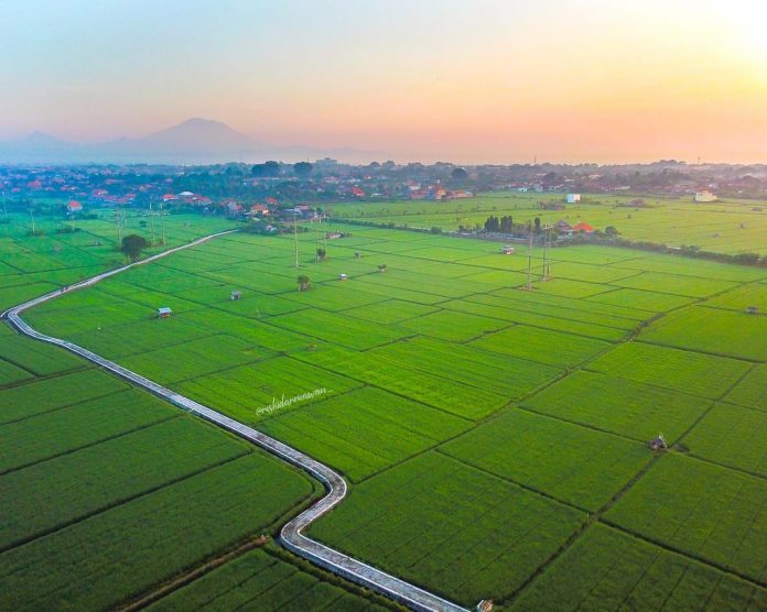Menelusuri Trek Joging di Subak Prapat Beris, Denpasar - Where Your ...