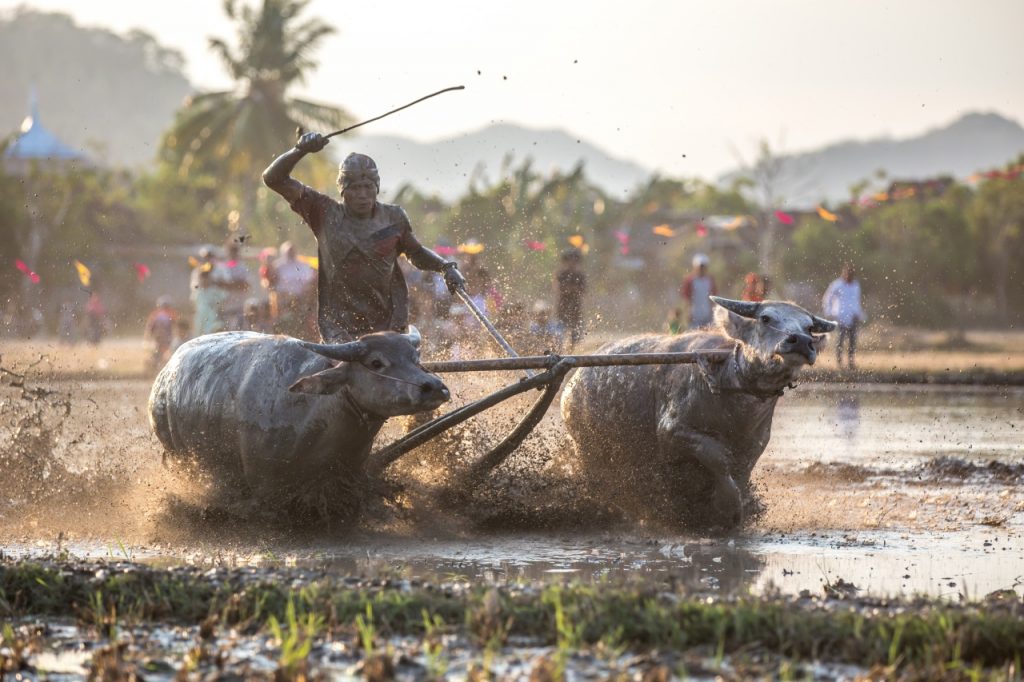 Menyaksikan Barapan Kebo, Atraksi Budaya Unik di Sumbawa - Where Your ...