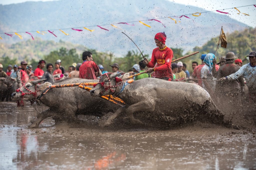 Menyaksikan Barapan Kebo, Atraksi Budaya Unik di Sumbawa - Where Your ...