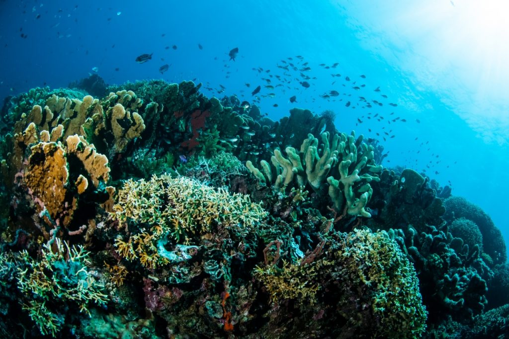 Mengintip Keindahan Taman Laut Olele, Banyak Spot Penyelaman Menarik ...