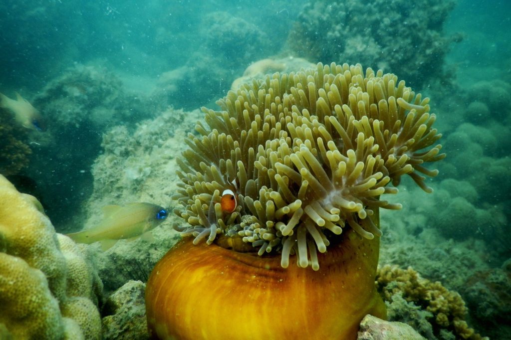 Menyelami Surga Bawah Laut Pulau Mapur, Bintan - Where Your Journey Begins