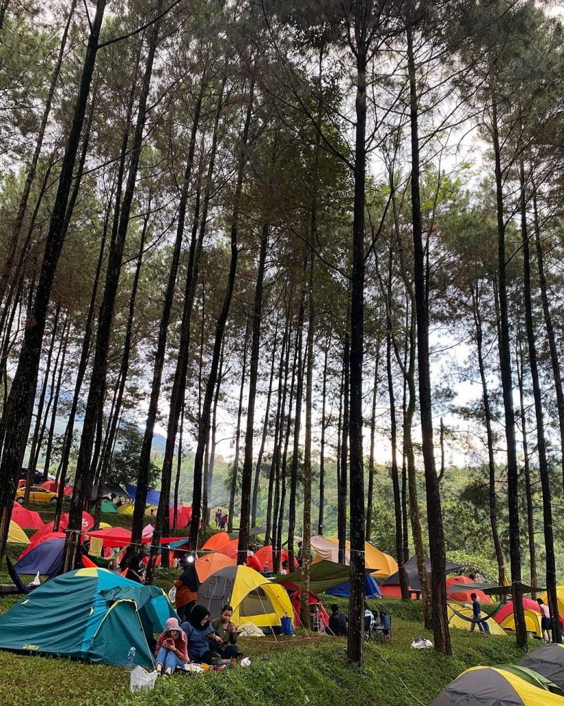Alas Veenuz Trawas, Spot Camping di Tengah Hutan Pinus