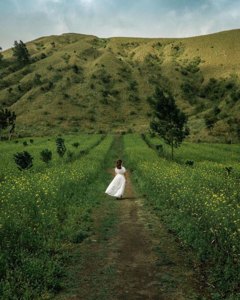 Indahnya Hamparan Padang Rumput Eksotis di Kawah Wurung