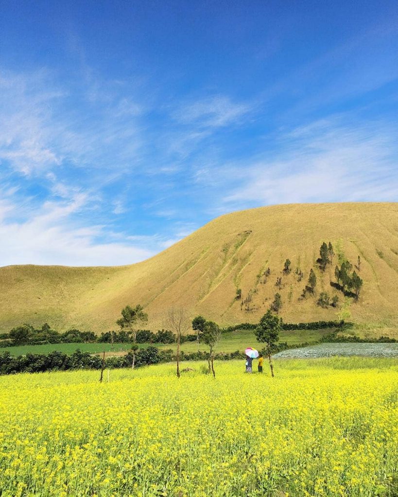 Indahnya Hamparan Padang Rumput Eksotis di Kawah Wurung