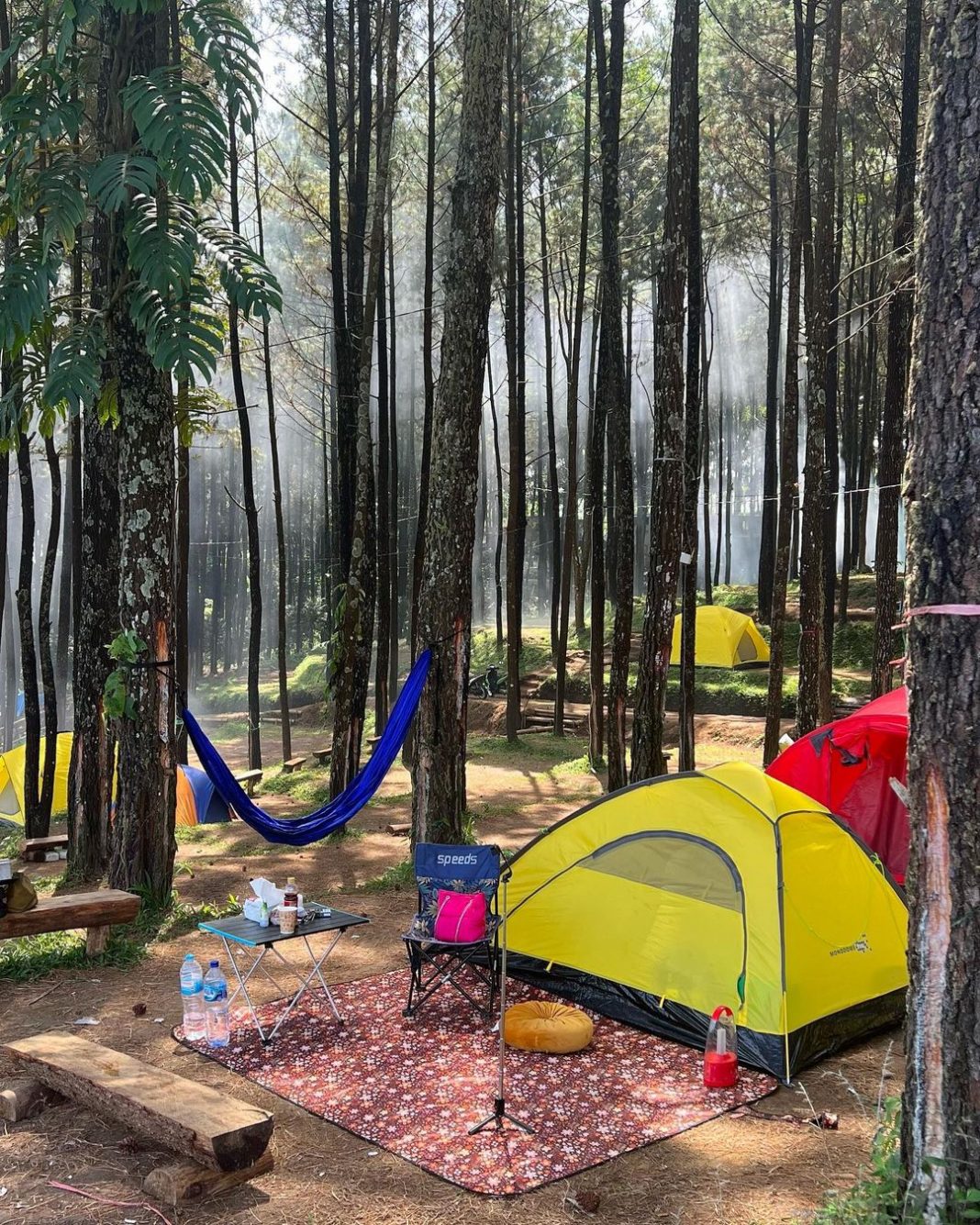 Alas Veenuz Trawas, Spot Camping di Tengah Hutan Pinus