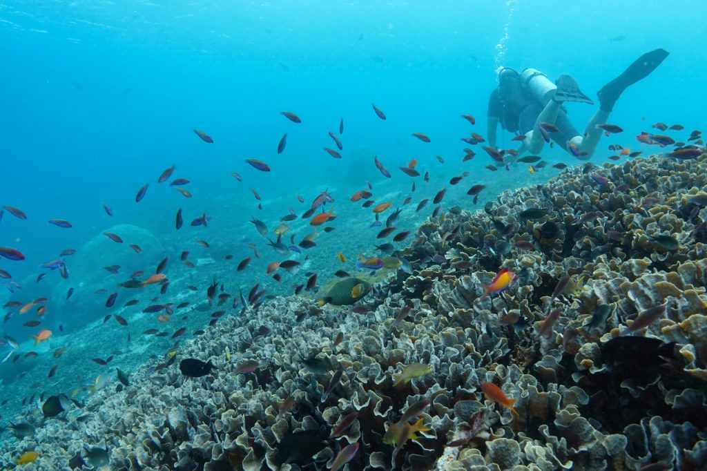 Mengintip Kehidupan Bawah Laut di SD Point, Nusa Penida - Where Your ...